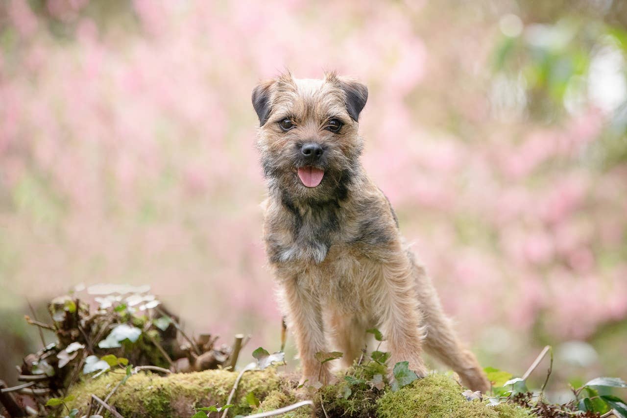 Dog Breeds That Start with 'B' Who Are Loyal to the Bone - Parade Pets