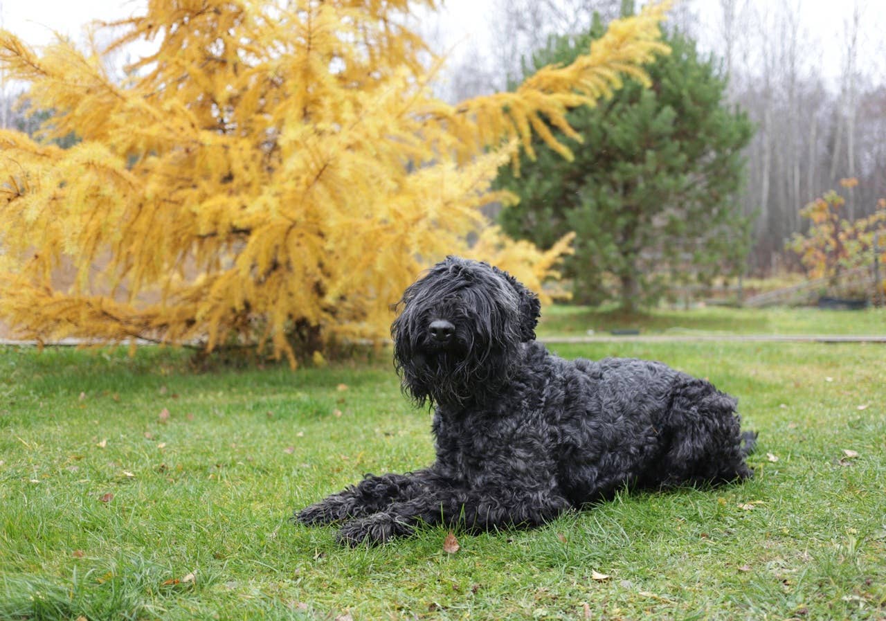 7 Russian Dog Breeds That’ll Make You Say “Aww," Via Experts - Parade Pets