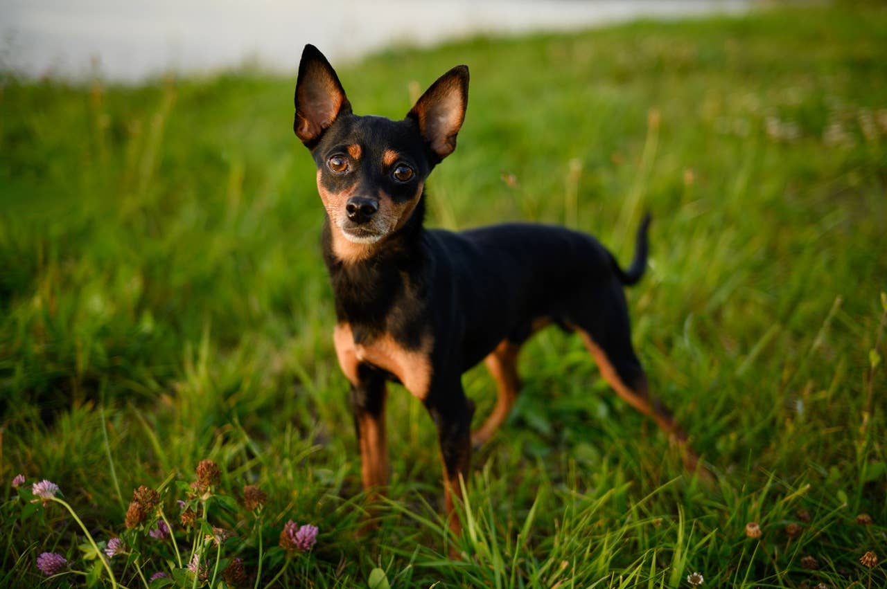 7 Russian Dog Breeds That’ll Make You Say “Aww," Via Experts - Parade Pets