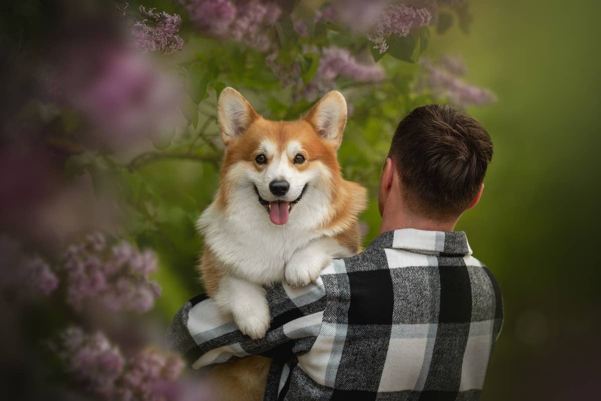 Corgi Becomes Cutest 'Loaf' Anchor When It's Time To Go Inside in Funny ...