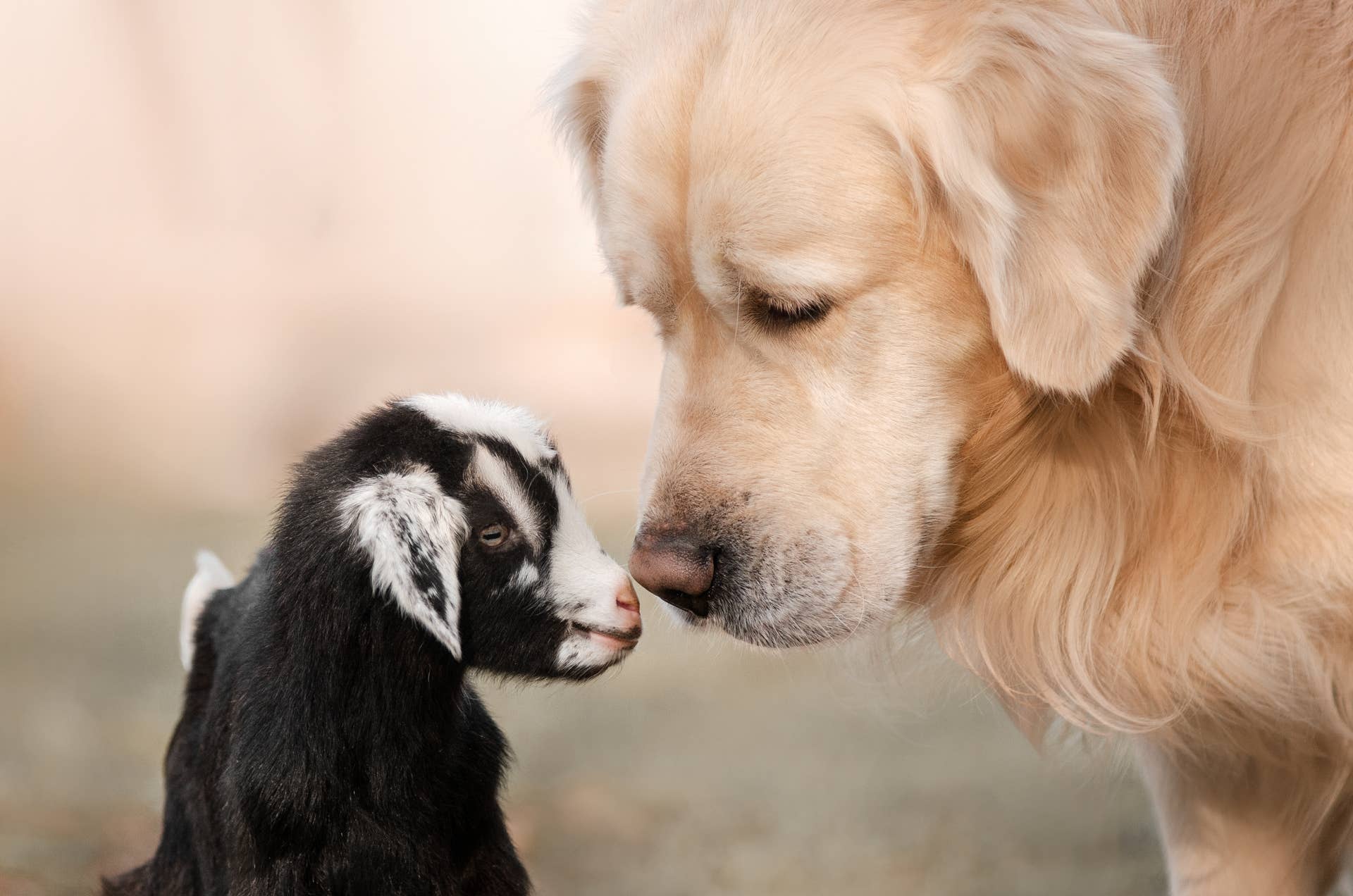Hilarious Goat Identifies as a Dog and 'Blends Right In' - Parade Pets