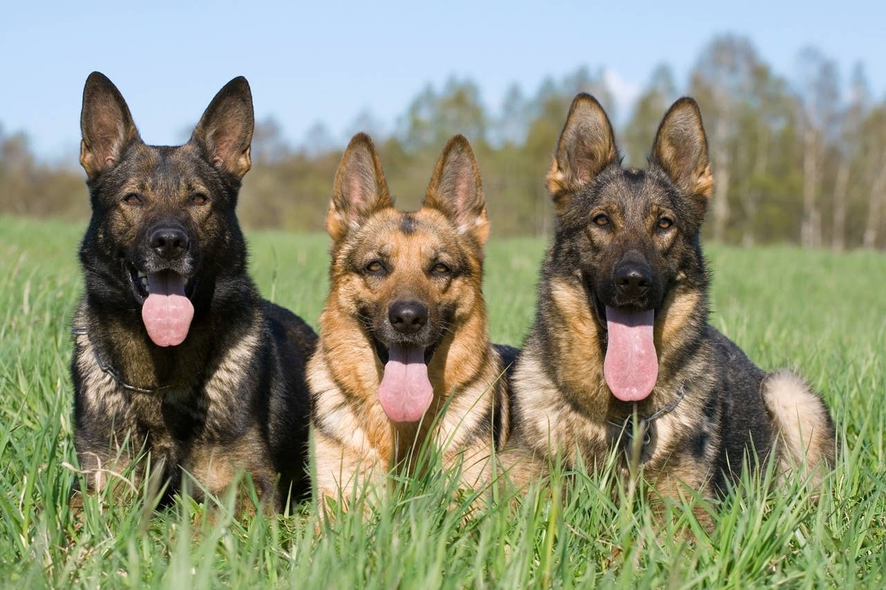 5 Confident Dog Breeds That Will Be Your Rock, Say Experts - Parade Pets