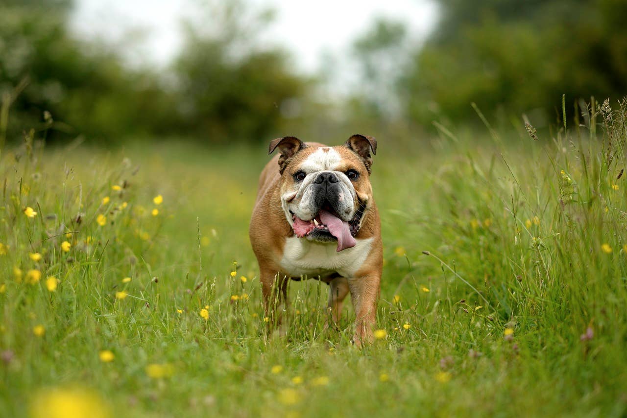 Meet 6 Friendly English Dog Breeds Full of Charm, Vets Say - Parade Pets