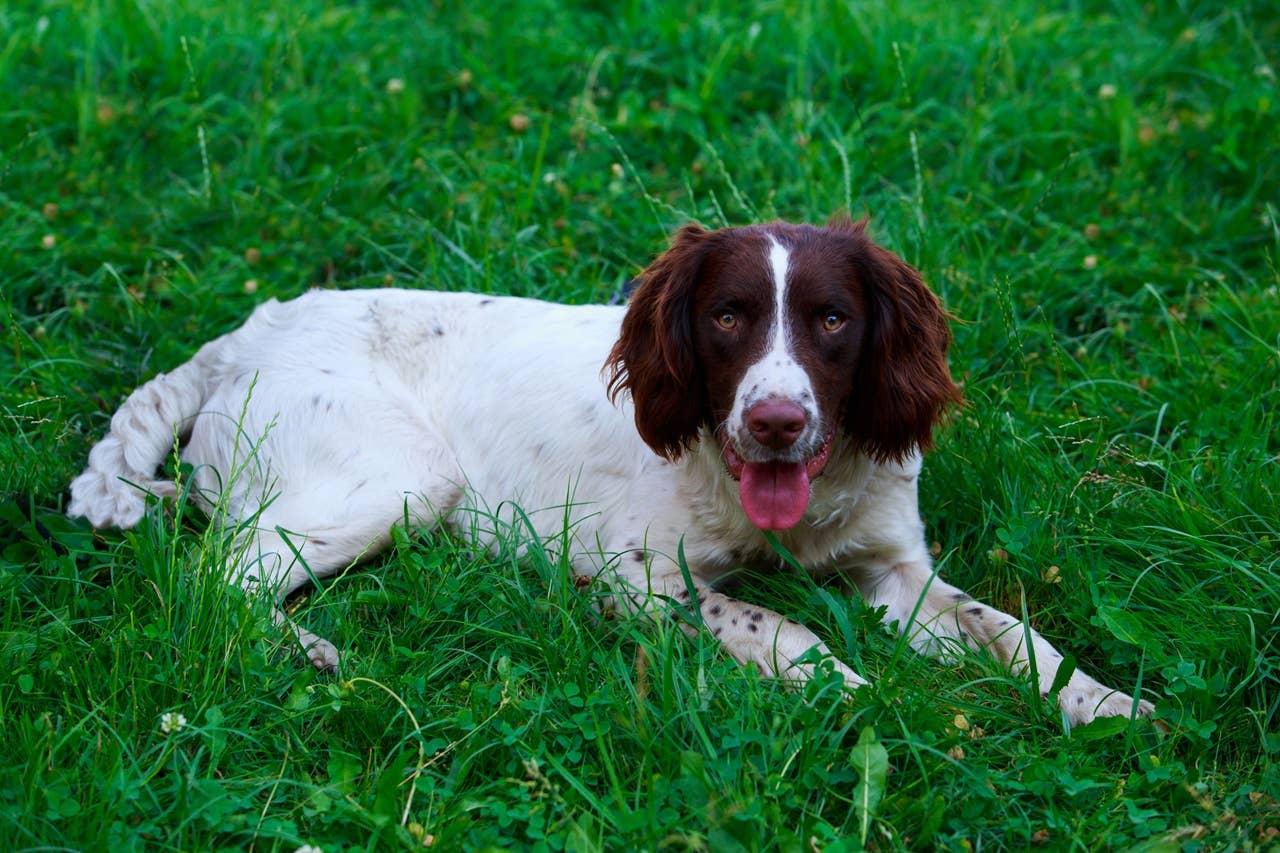 Meet 6 Friendly English Dog Breeds Full of Charm, Vets Say - Parade Pets