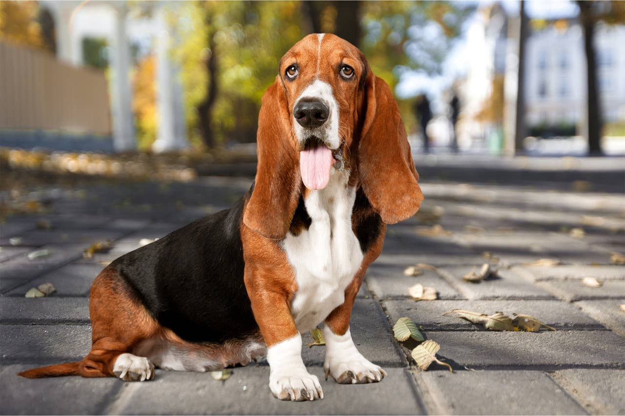 6 Low-Energy Dog Breeds That Are Emotional Anchors, Say Vets - Parade Pets