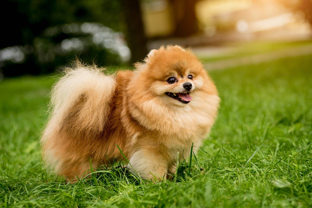 7 Adorable Dog Breeds That Are Pure Cuteness, Say Experts - Parade Pets
