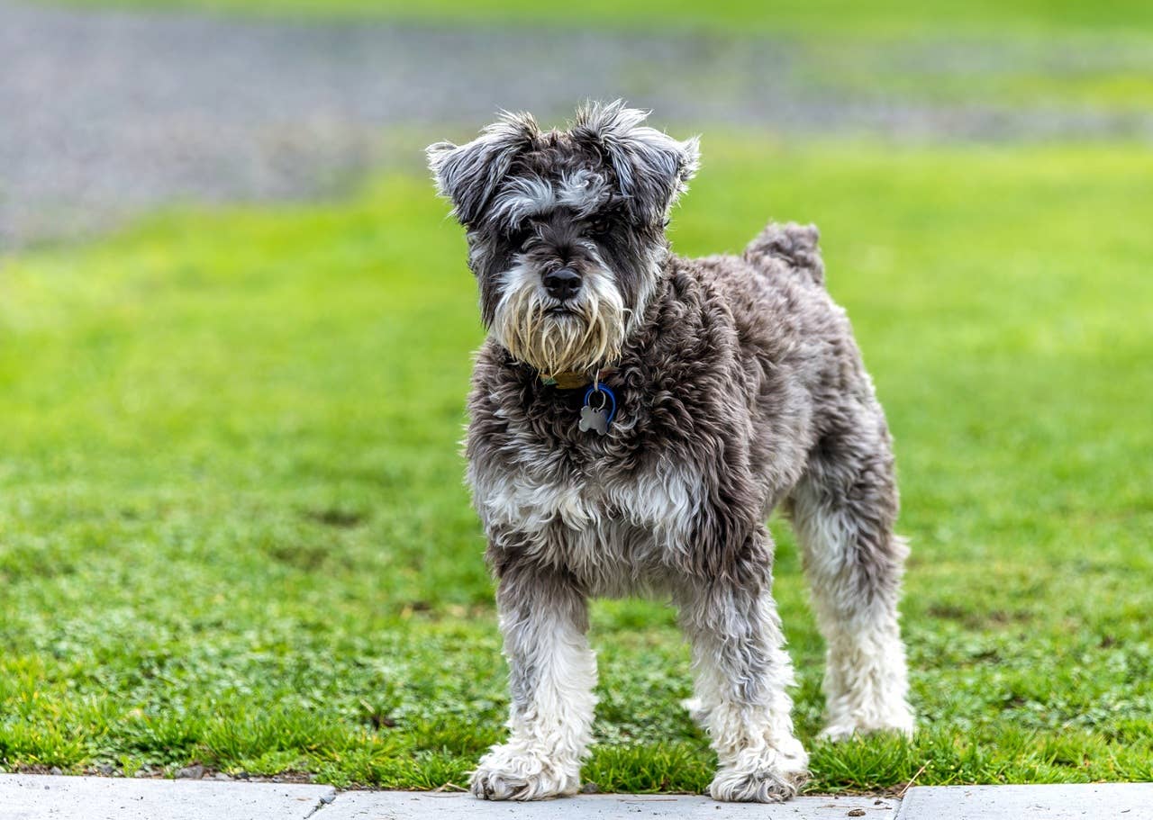 7 Small Guard Dogs That Are Cute, Fierce & Loyal, Say Experts - Parade Pets