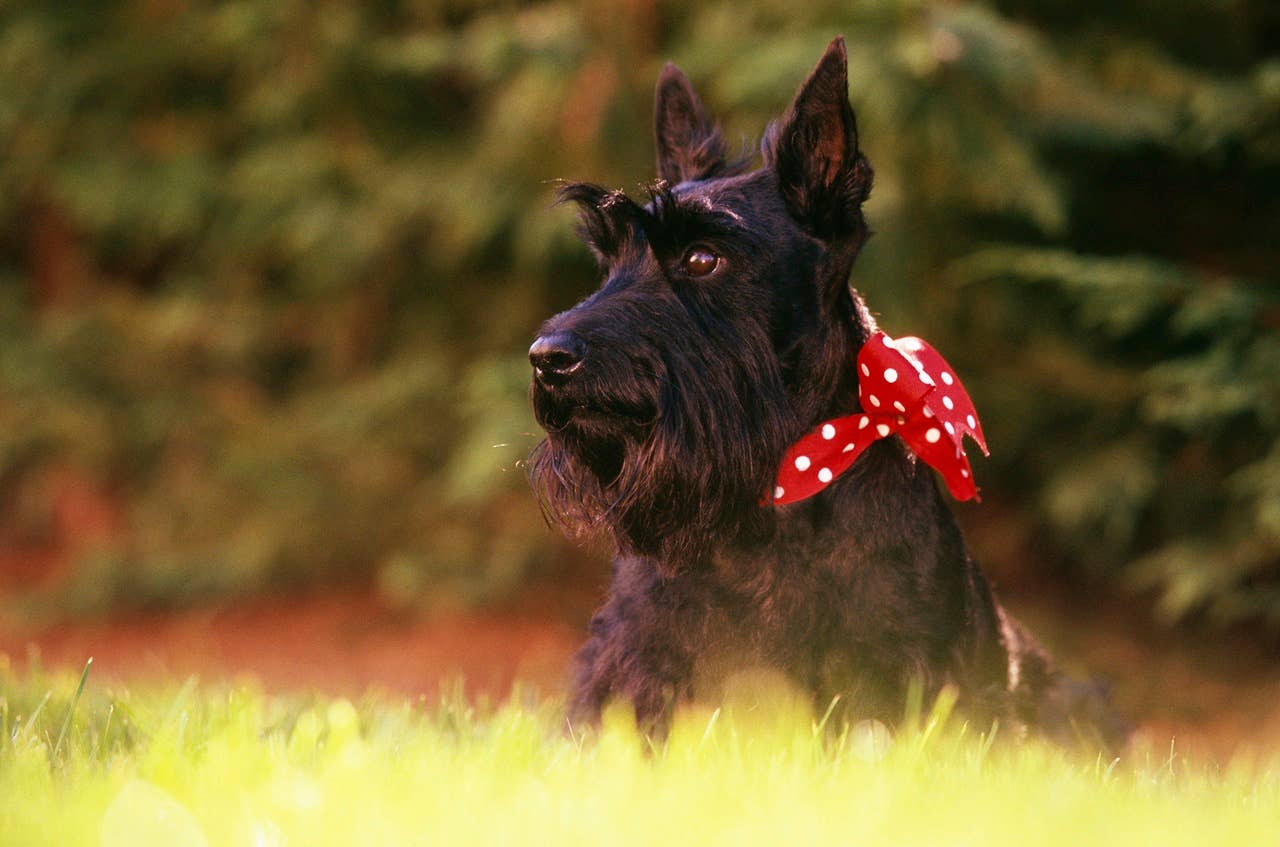 7 Small Guard Dogs That Are Cute, Fierce & Loyal, Say Experts - Parade Pets