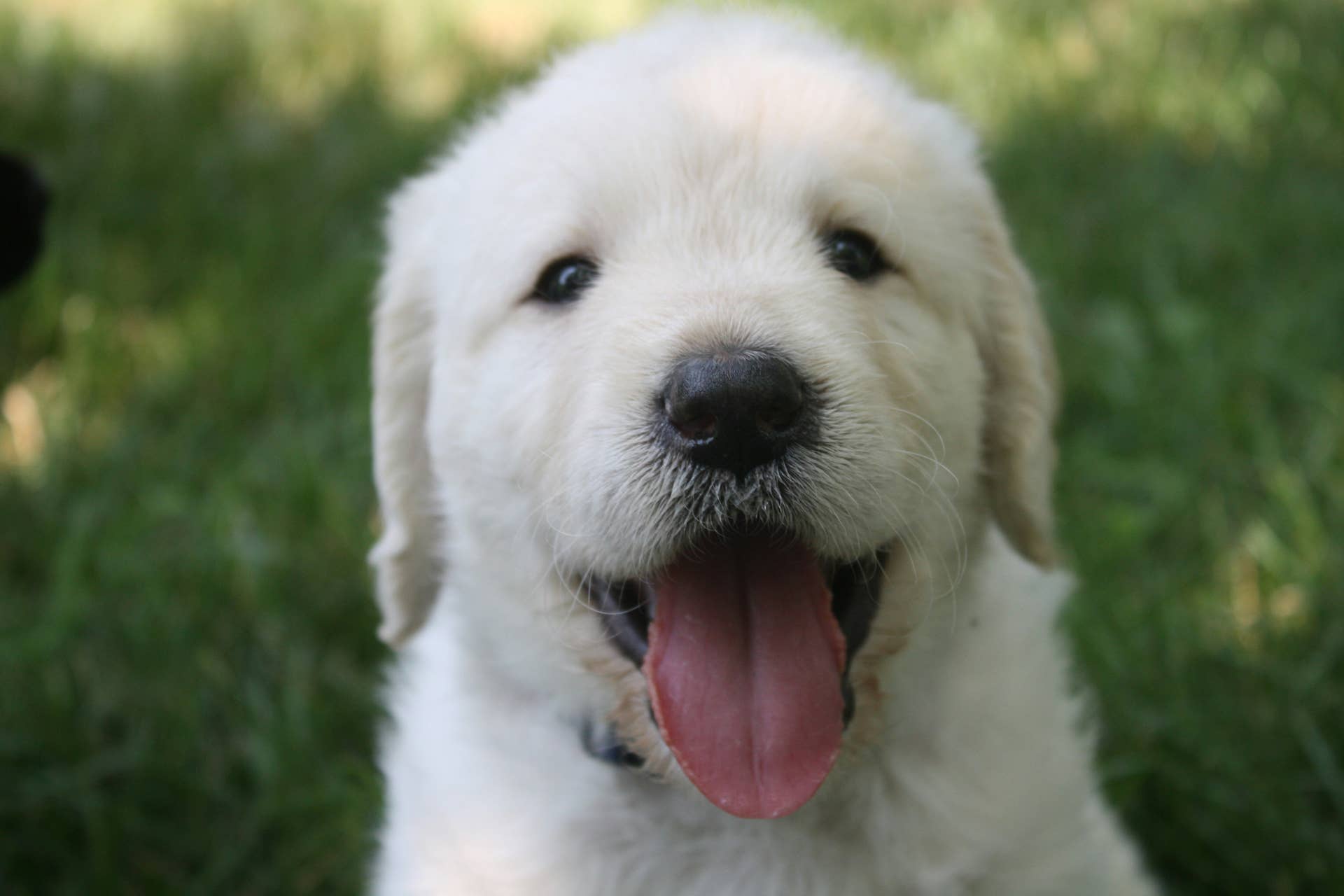 'Huge' 8-Week-Old Golden Retriever Puppy Has the Entire Vet Office ...