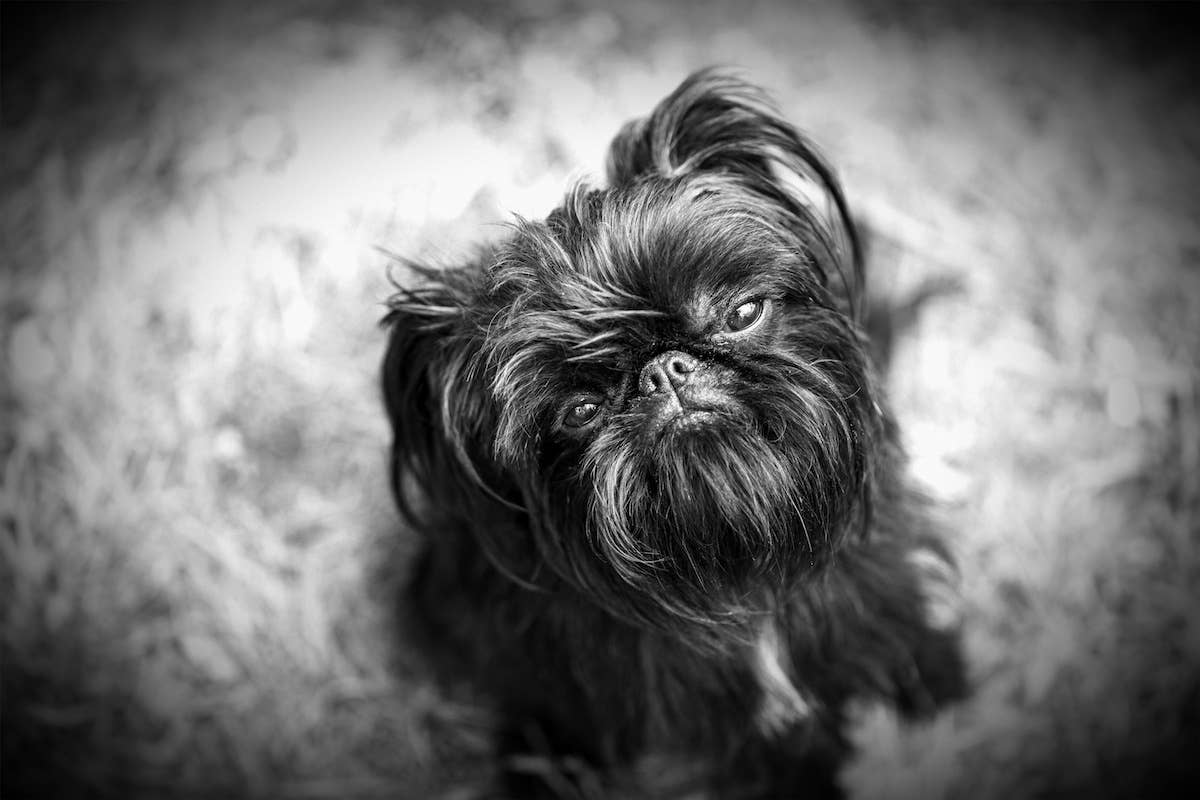 Brussels Griffon - Parade Pets