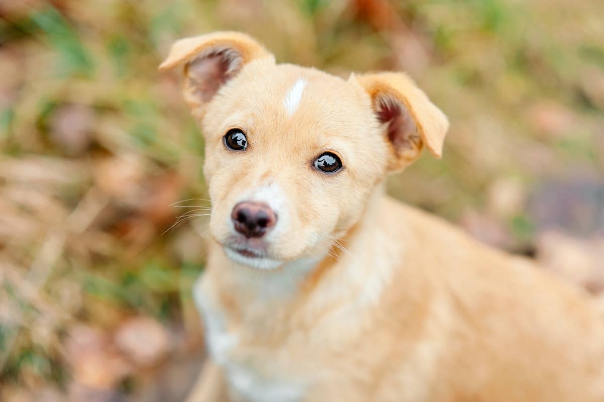 Dog Left Behind in Empty House Finally Finds Her Favorite Person ...