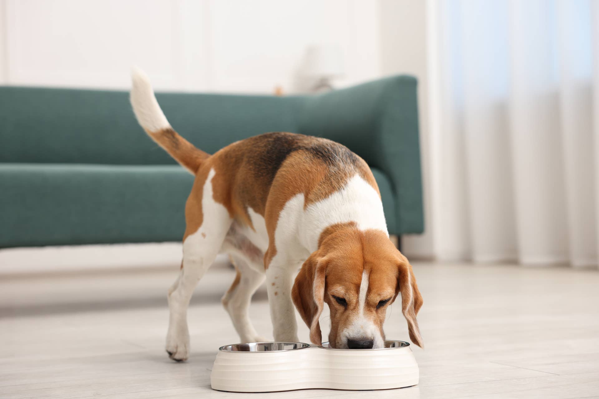 Popular Dog Food Brand Adds Fresh Option to Product Line - Parade Pets