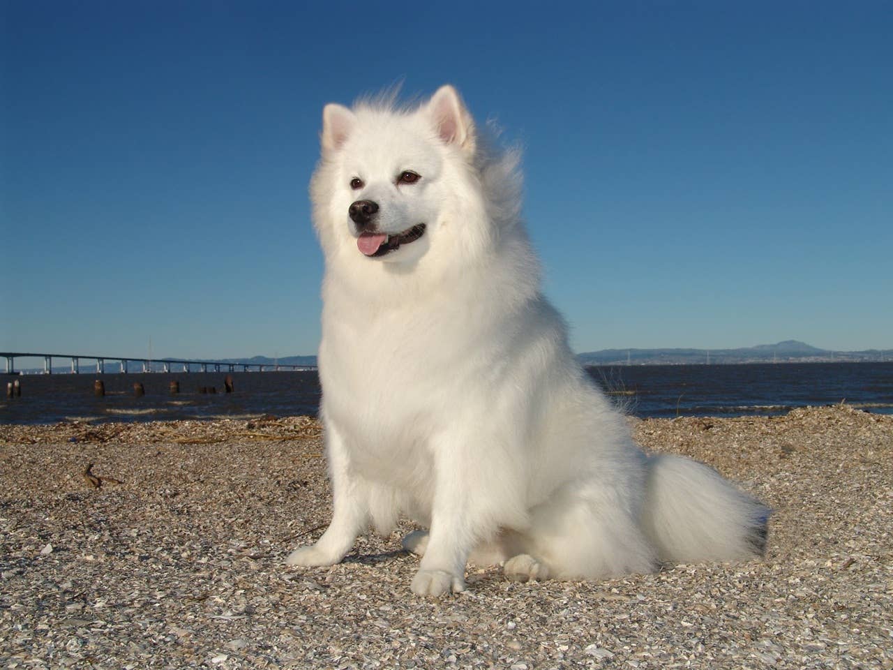 7 of the Prettiest Dog Breeds You'll Ever Meet, Say Experts - Parade Pets