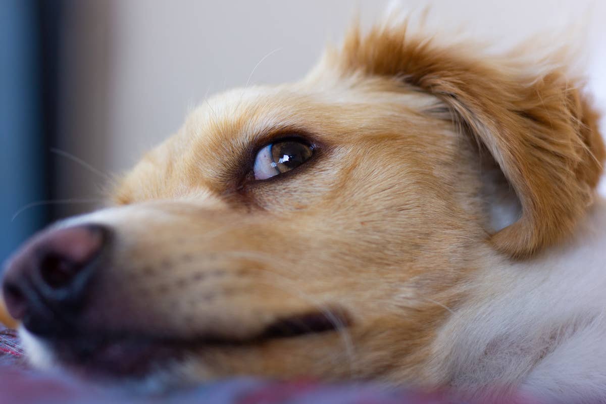 Golden Retriever's Pitiful Pout Over Not Scoring Bite of Human's Dinner ...