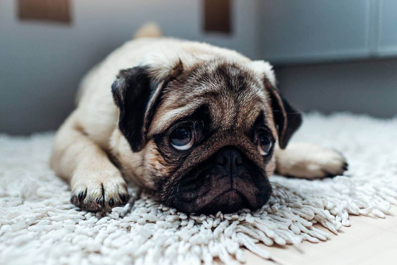 7 Heartbreaking Signs Your Dog is Sad, Says a Pet Trainer - Parade Pets