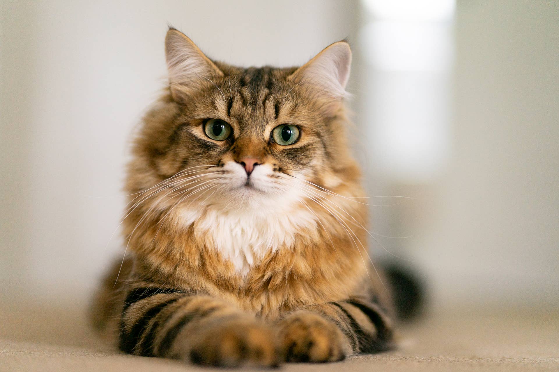 Rescue Cat Staying With Grandma Meows a Perfectly Timed ‘No’ When Mom ...