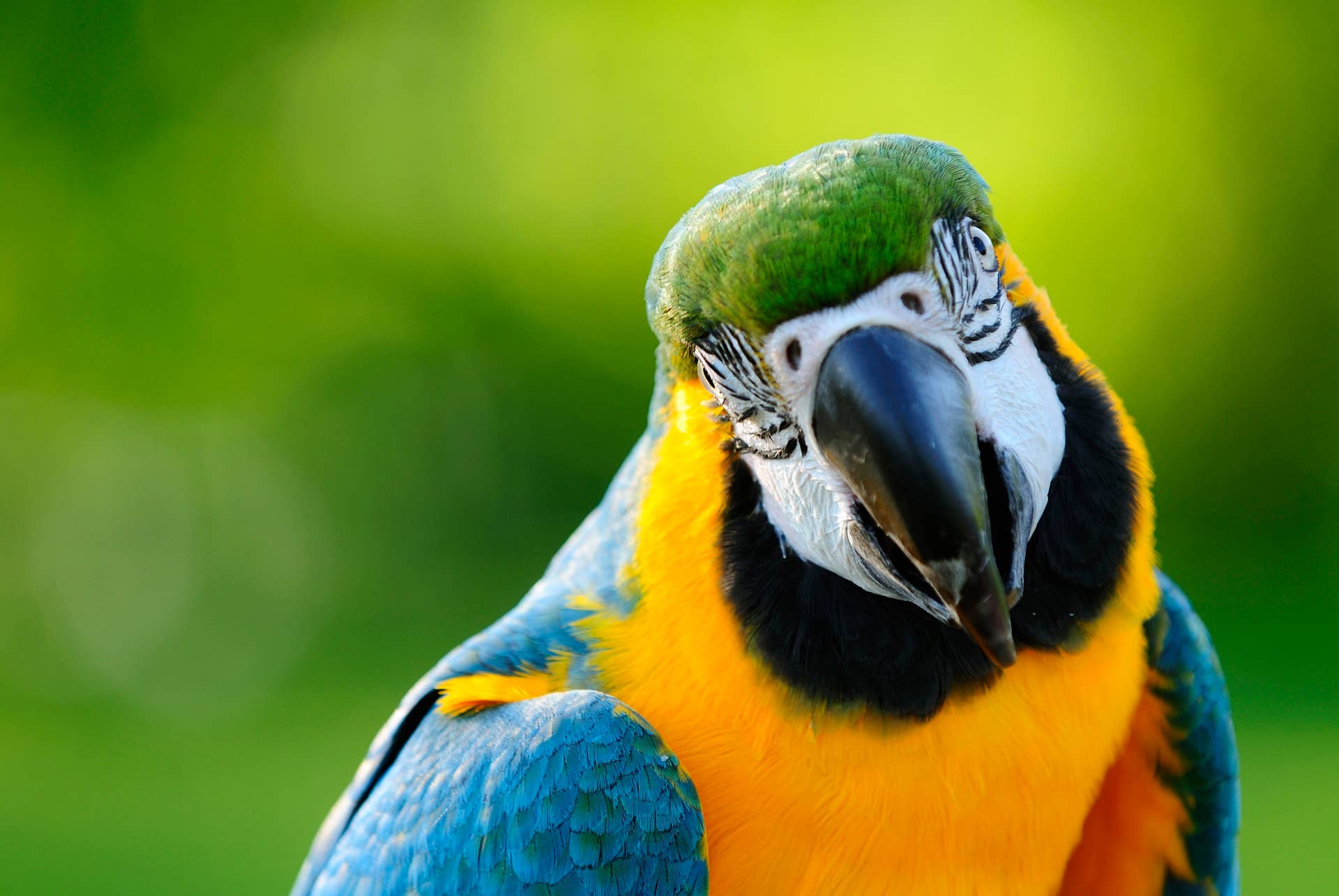 Pet Parrot Rocks Out to ‘I’m a Believer’ and We Can’t Stop Dancing Too ...
