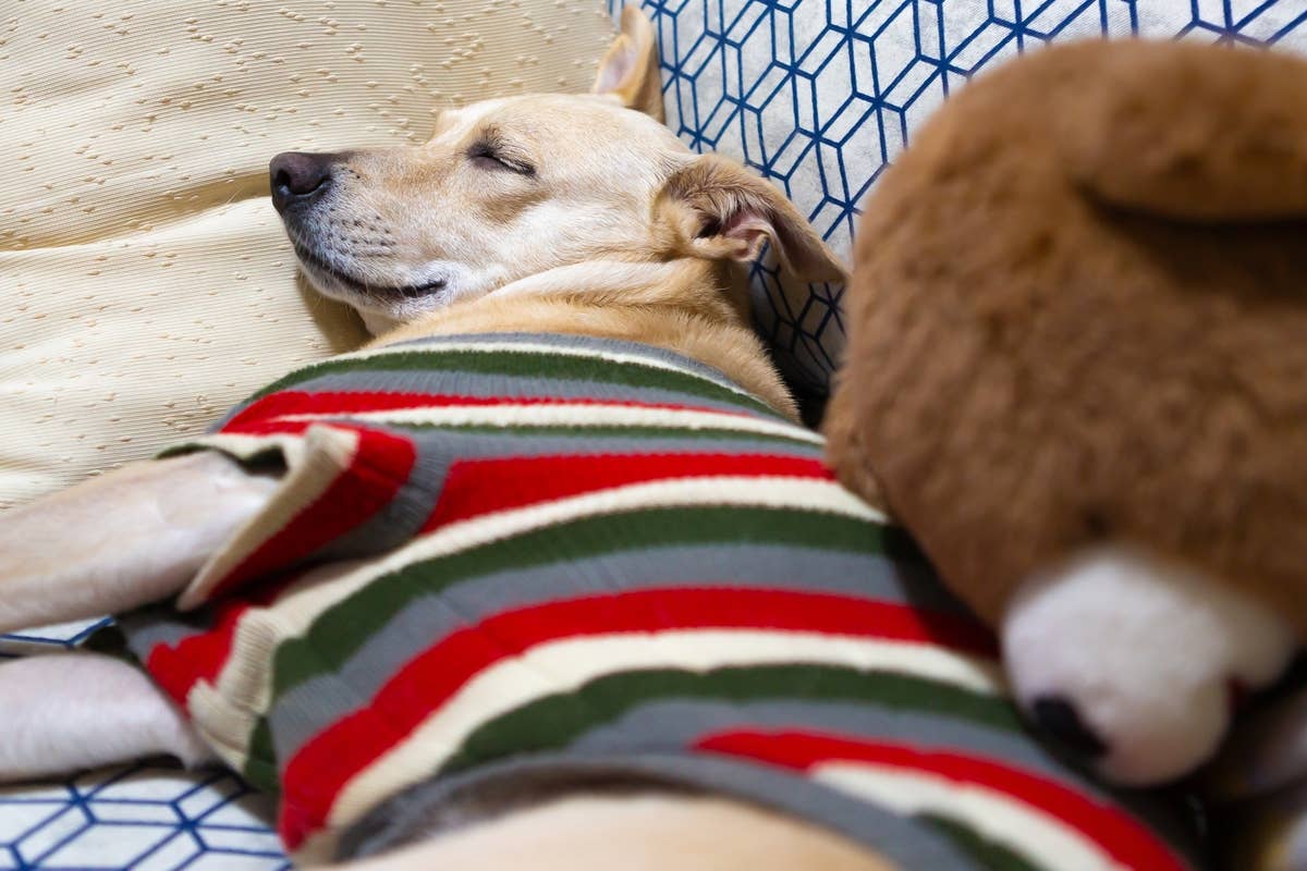 Rescue Dog’s Reaction to Giant New Teddy Bear Is the Sweetest - Parade Pets