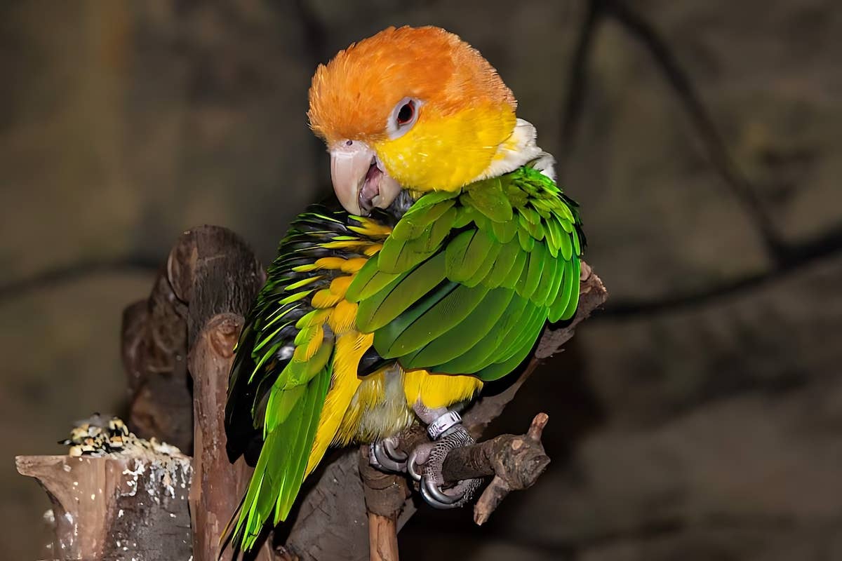 Parrot Rocks Out to Taylor Swift's New Album - Parade Pets