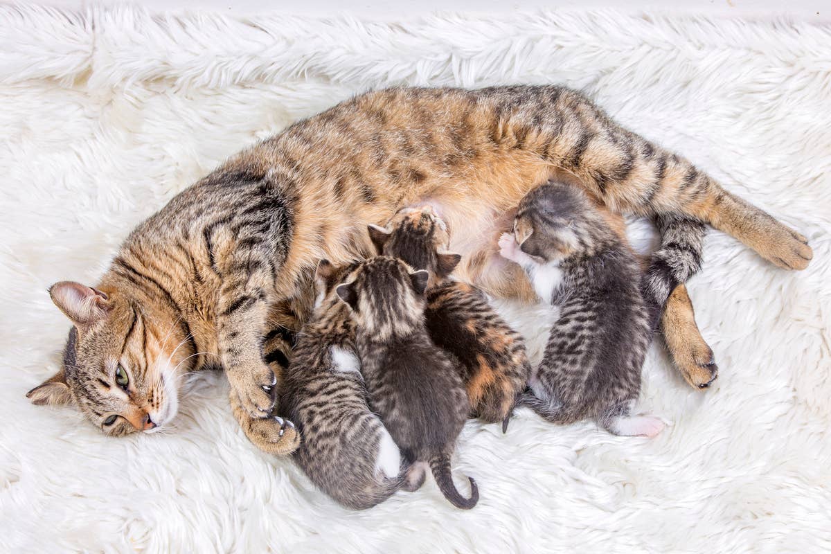 Woman's Story of Rescuing Stray Cat and Her 6 Babies Comes With a ...