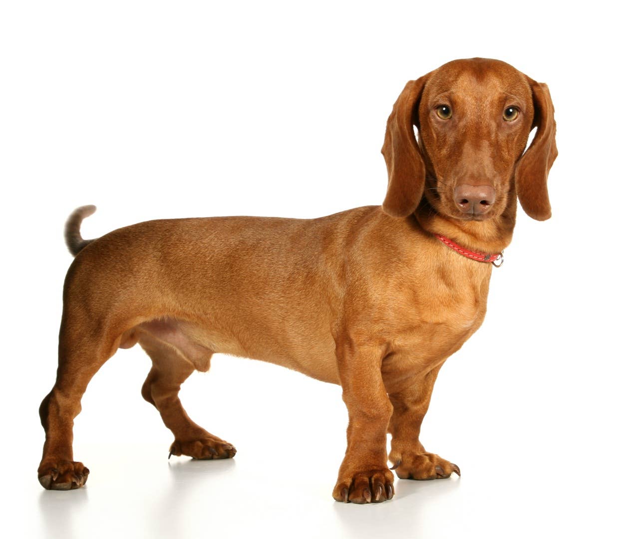 6 Dog Breeds With Green Eyes - Parade Pets