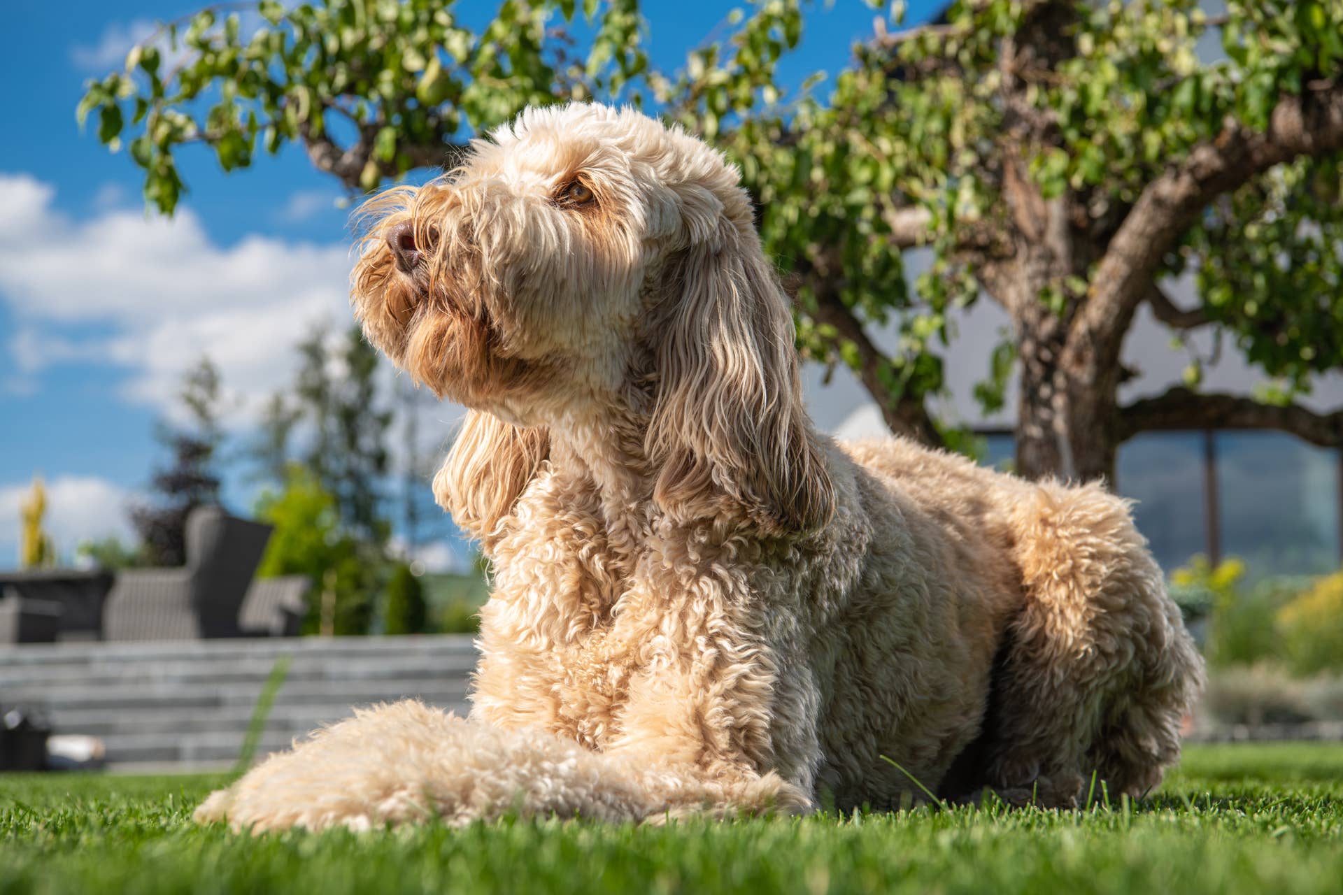 Mini Goldendoodle's Puppy to Adult Transformation is Unreal - Parade Pets