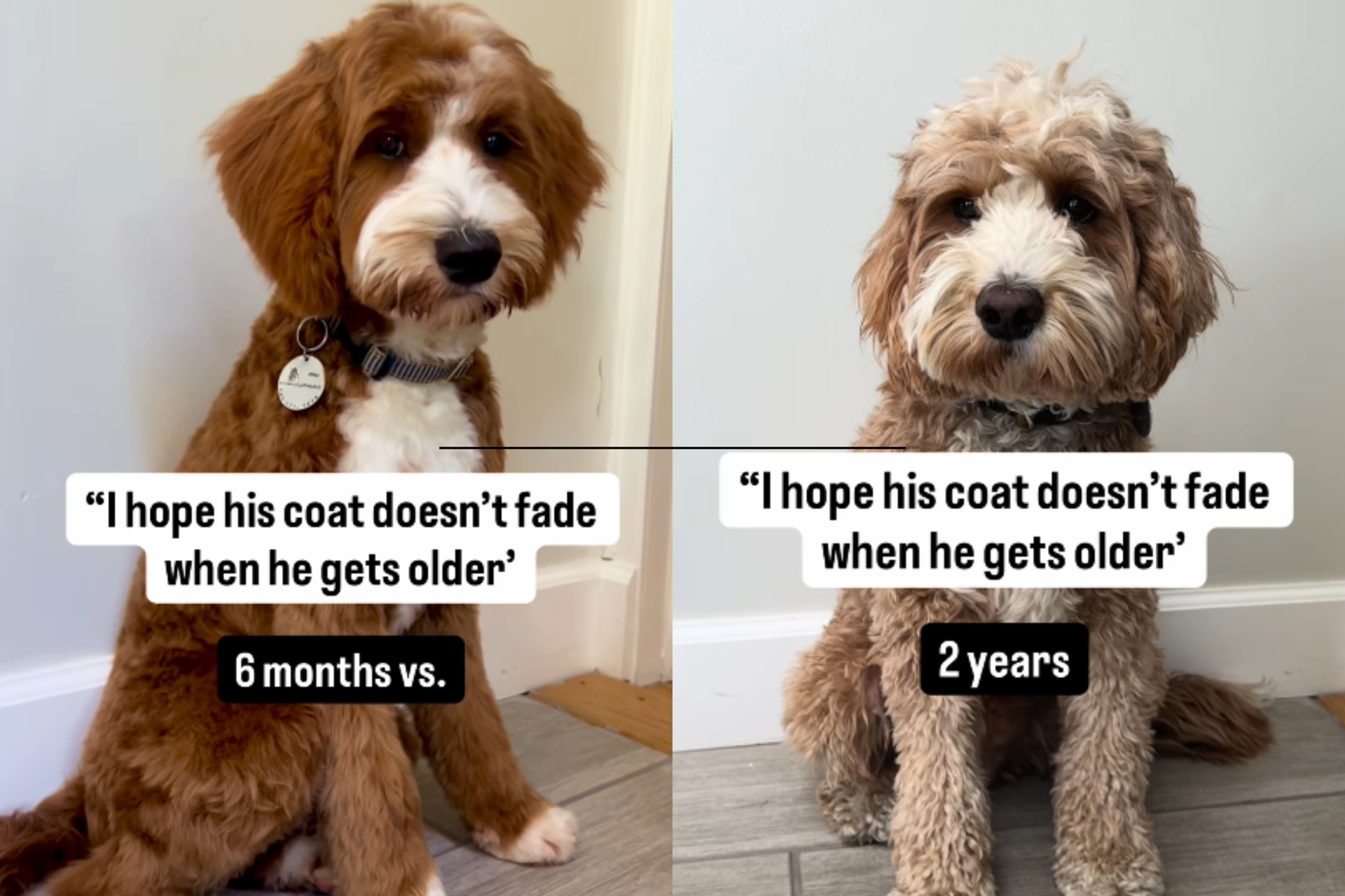 Mini Goldendoodle's Puppy to Adult Transformation is Unreal - Parade Pets