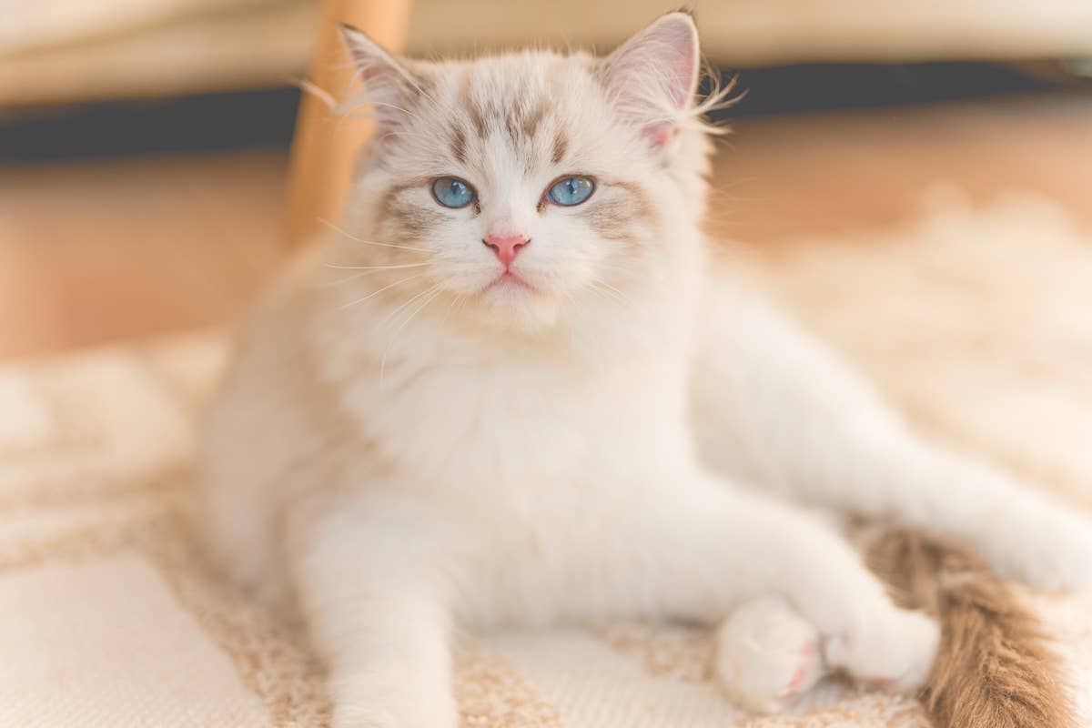 Ragdoll Kitten Showing Off Her Dance Skills Is Too Cute - Parade Pets