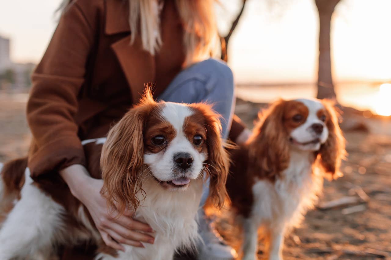 26 Calm Dog Breeds That Like To Chill (Small & Big) - Parade Pets