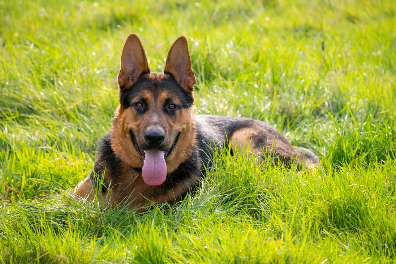 7 Best Dog Breeds for Single Women, Recommended by Experts - Parade Pets
