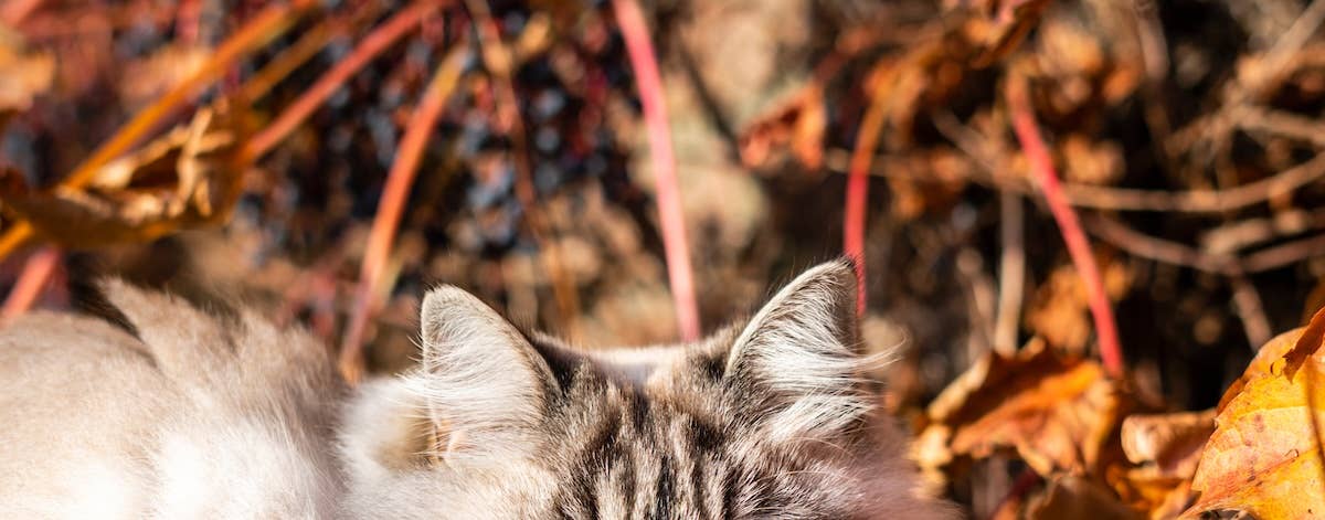 Cranky-Looking Ragdoll Cat Buried in a Pile of Leaves Is for Everyone ...