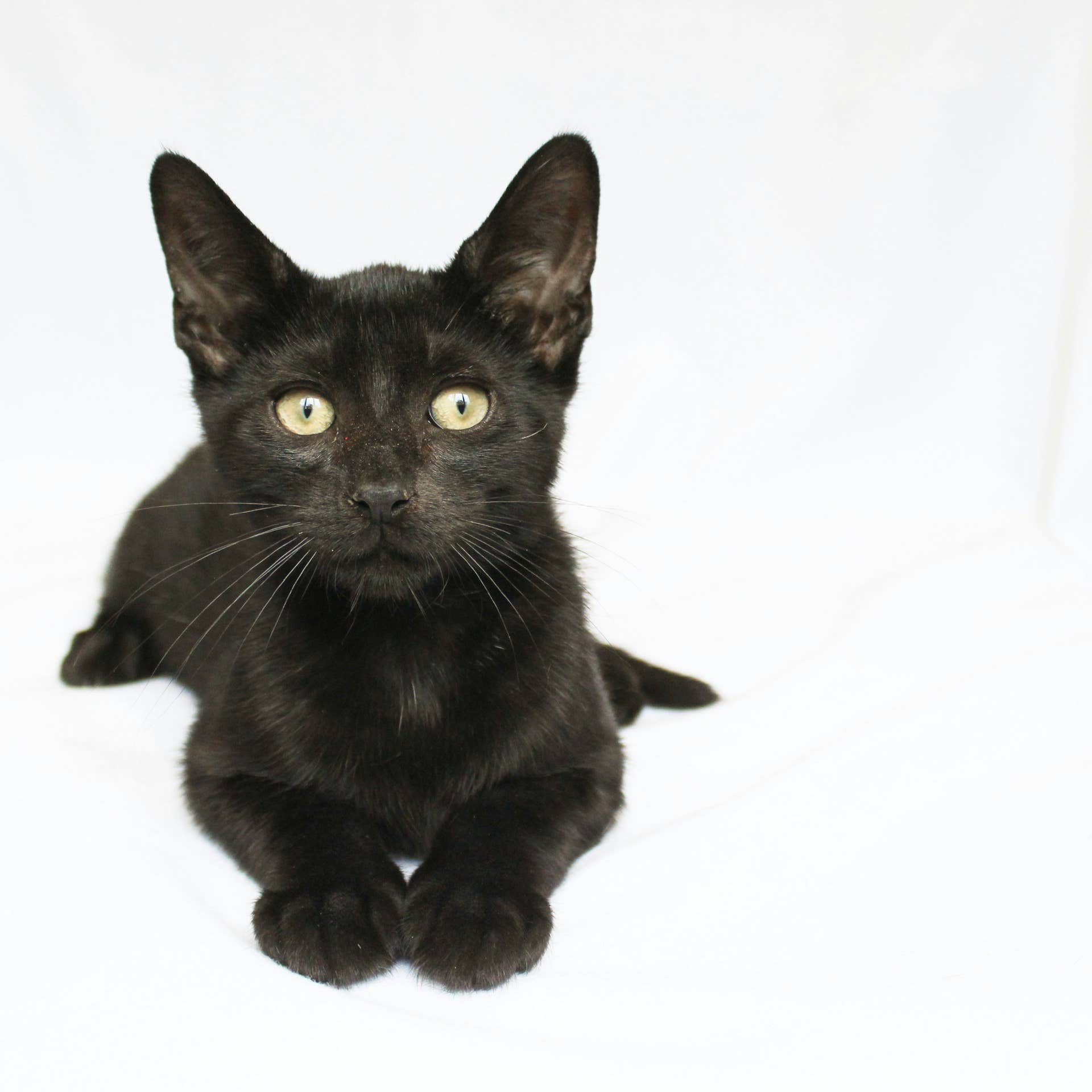 Stray Cat Sweetly Chooses Their Forever Home and It's the Sweetest ...
