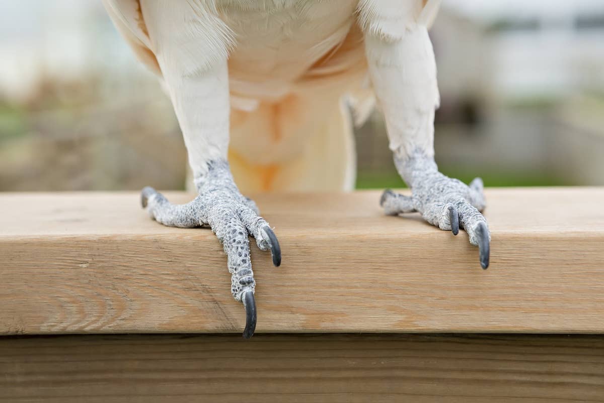 Rescue Cockatoo Happily Singing ‘Watch Me Whip’ Will Absolutely Make ...