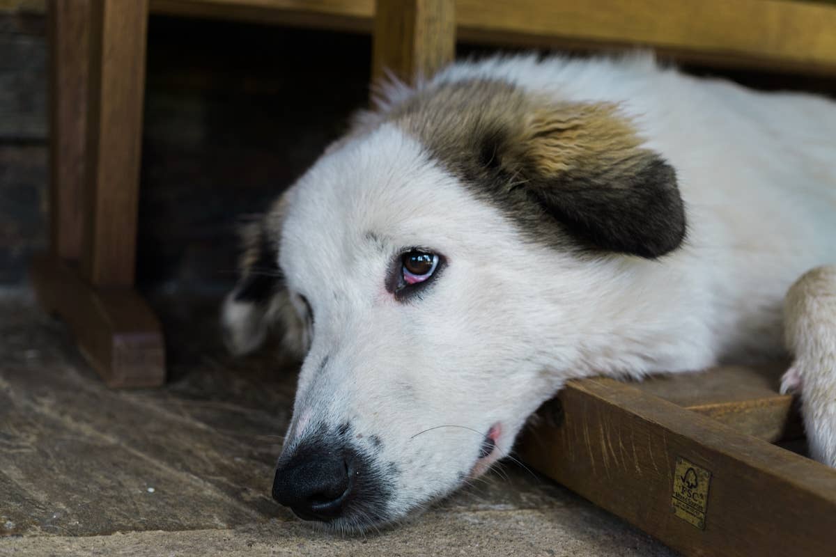Great Pyrenees Is on Mission to Find Dad at Airport After 3 Months ...