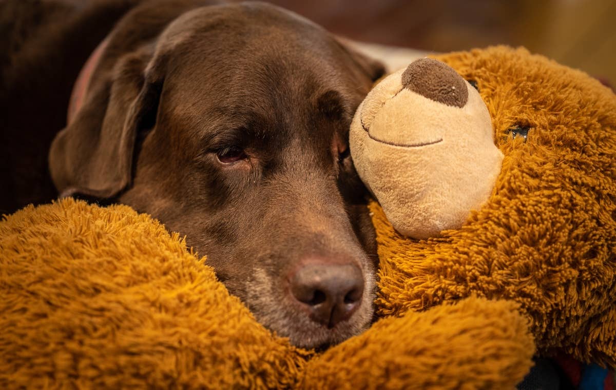 Precious Labrador Goes to Build-A-Bear for His Birthday—and It’s the ...
