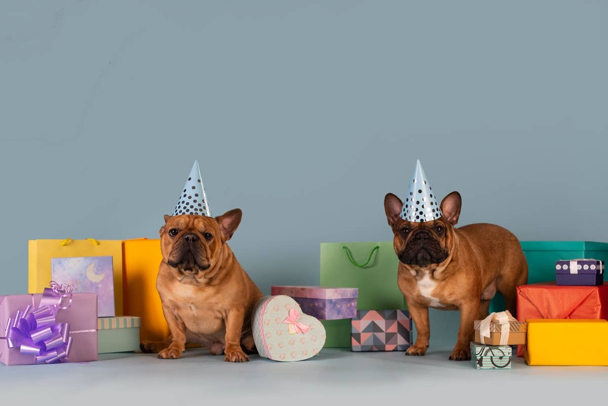 The Most Glamorous French Bulldogs Celebrate Their Birthday in Central ...