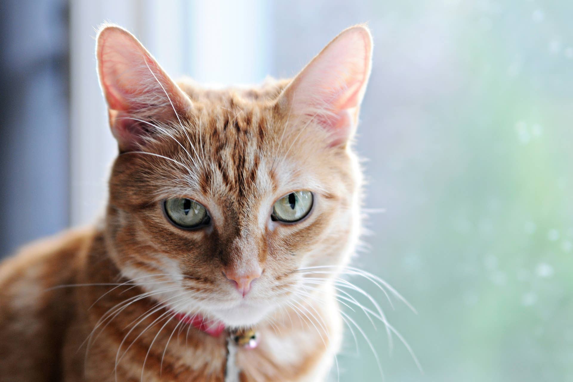 Orange Cat's Unbothered Attitude While Being Attacked by Mockingbird Is ...