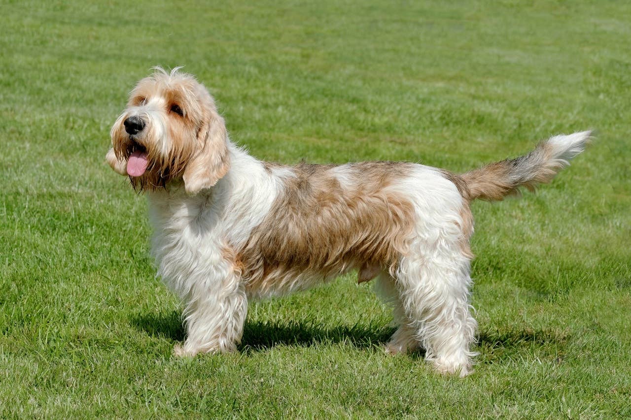 7 Friendly Small Dogs That Will Make You Smile, Say Vets - Parade Pets