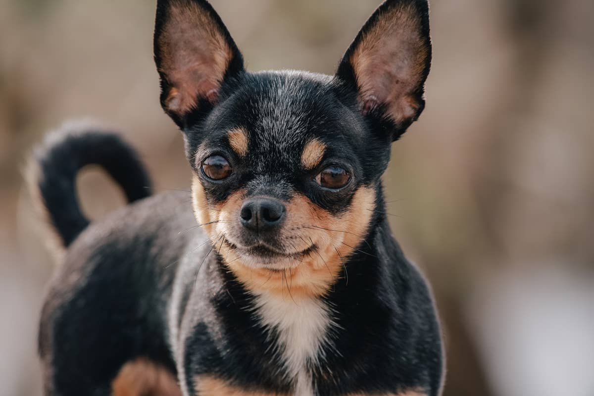 A Dog Named Ronaldo Goes Viral as World Cup Excitement Builds - Parade Pets