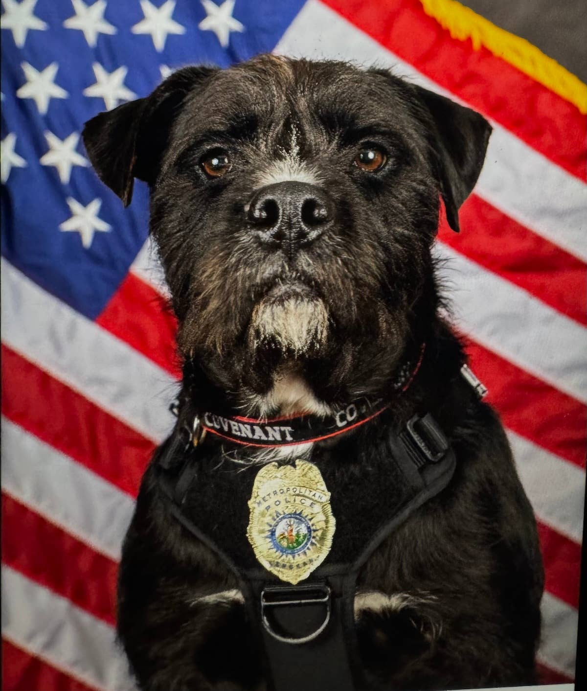 American Humane Society Announces 2025 Hero Dog of the Year - Parade Pets
