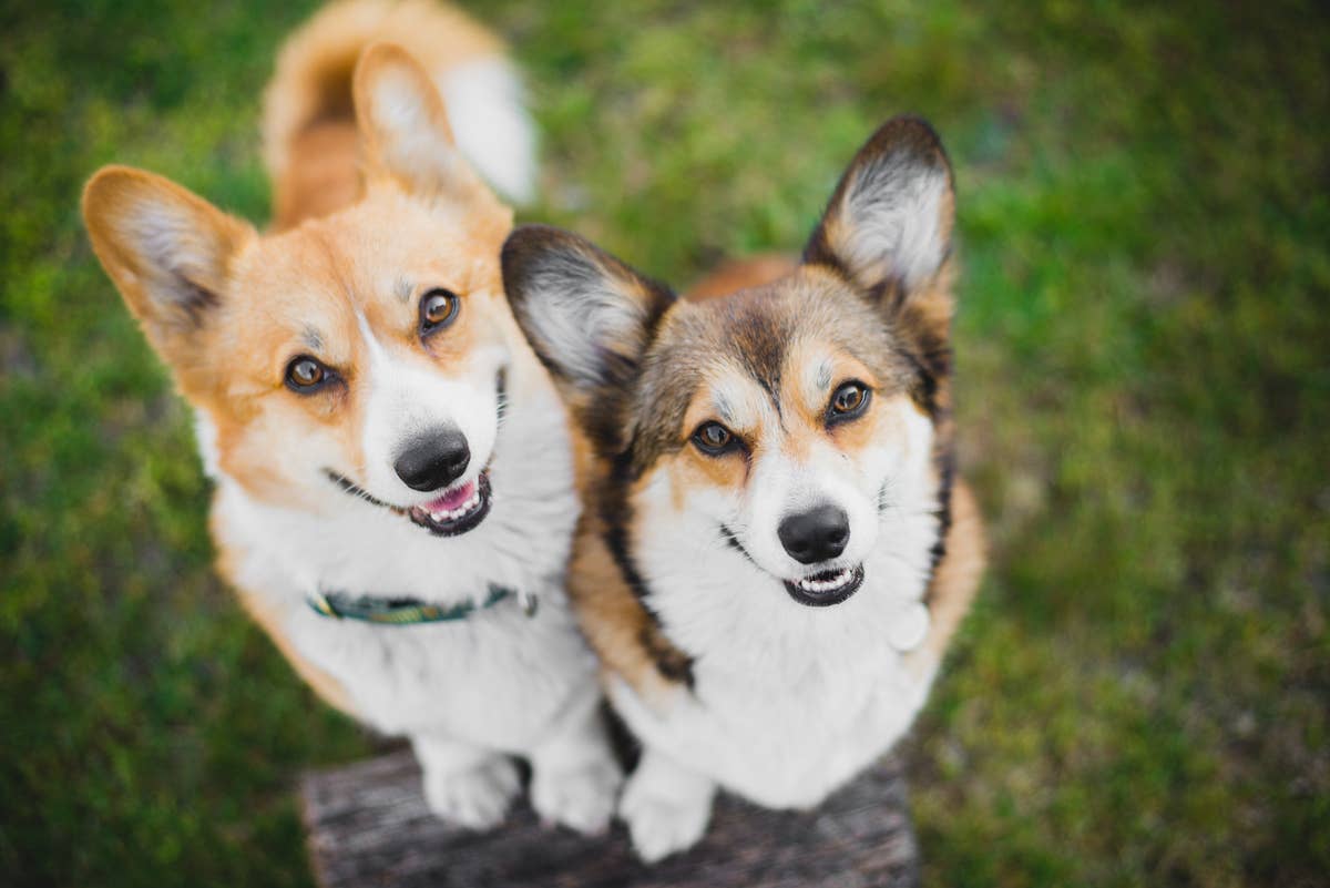 Corgi Meets New Puppy Sibling and Gets 'Promoted to Big Brother ...