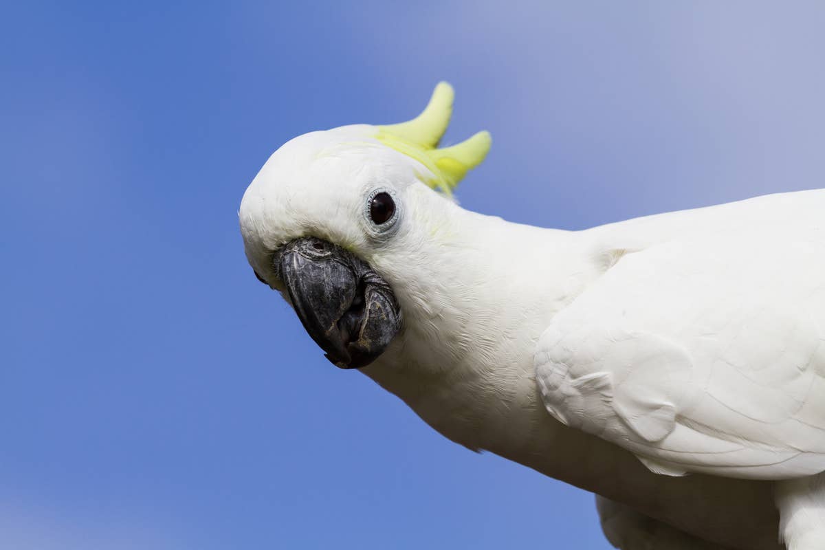 Cockatoo's Toddler-Like Bedtime Routine With Dad Is Too Cute To Resist ...