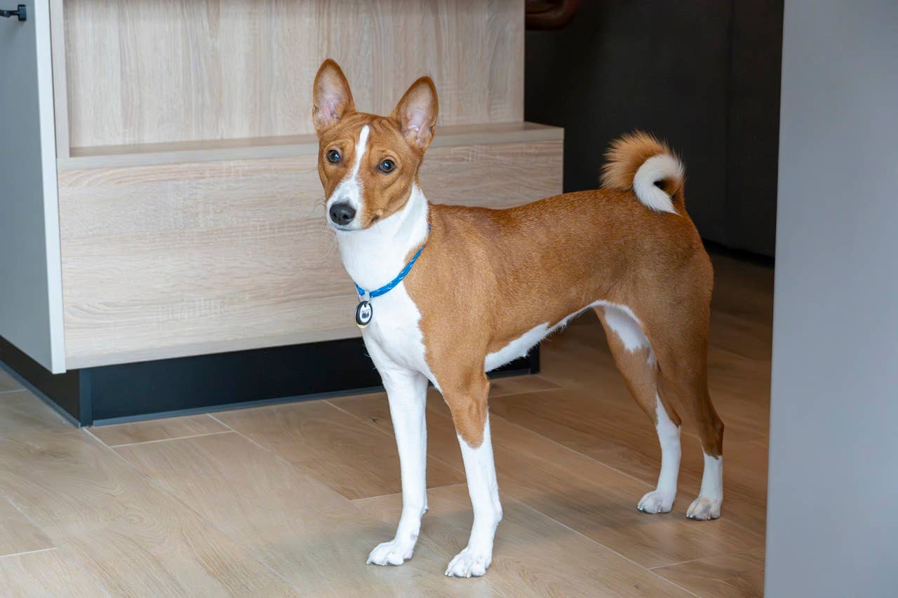 7 Small Quiet Dog Breeds That Don't Bark a Lot, Say Experts - Parade Pets