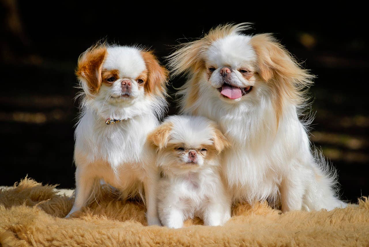 7 Small Quiet Dog Breeds That Don't Bark a Lot, Say Experts - Parade Pets