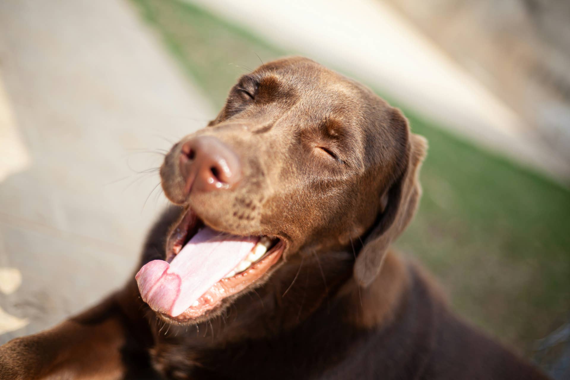 Proud Senior Chocolate Lab Competing in First Ever Agility Competition ...