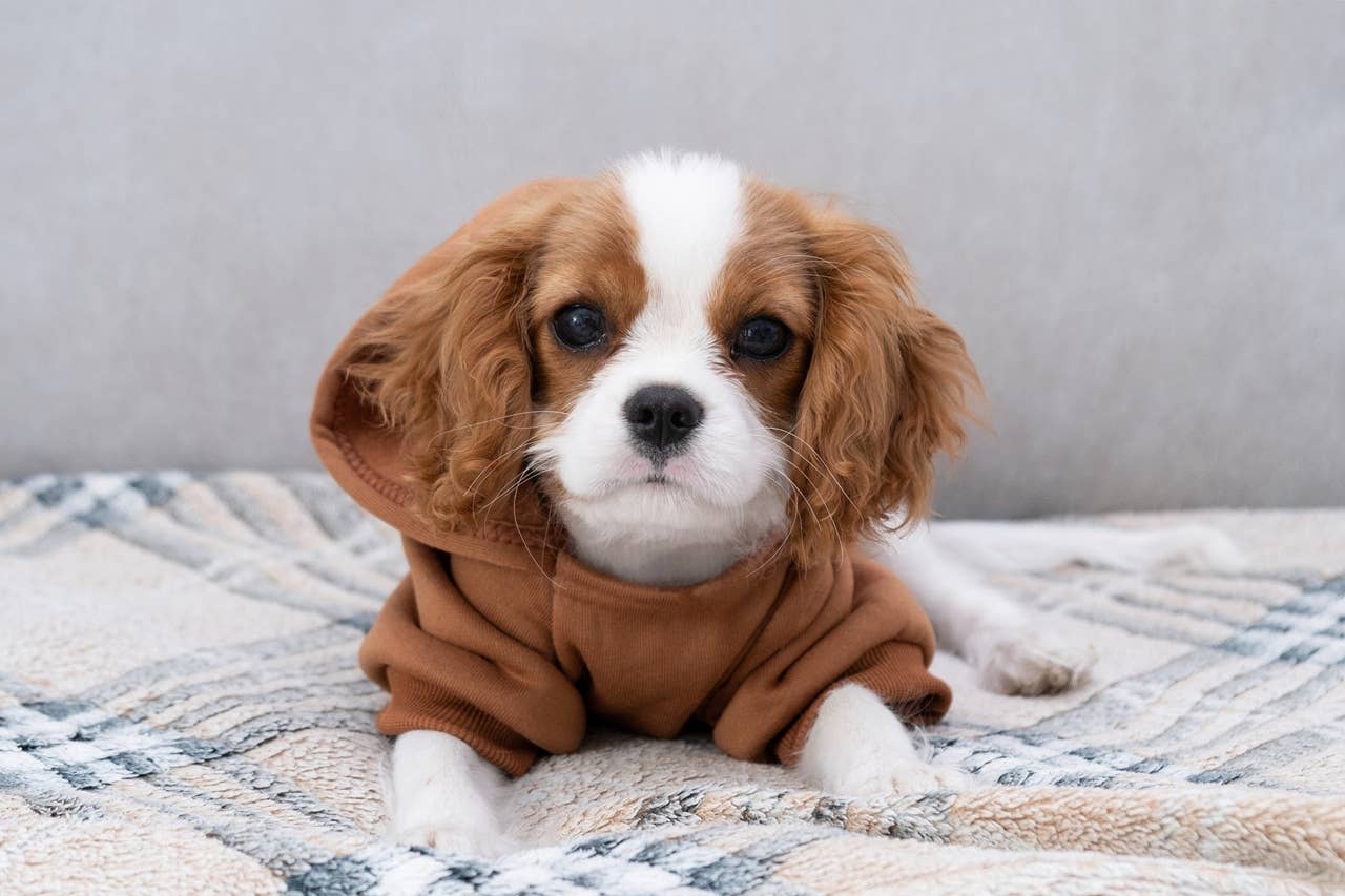 7 Small Quiet Dog Breeds That Don't Bark a Lot, Say Experts - Parade Pets