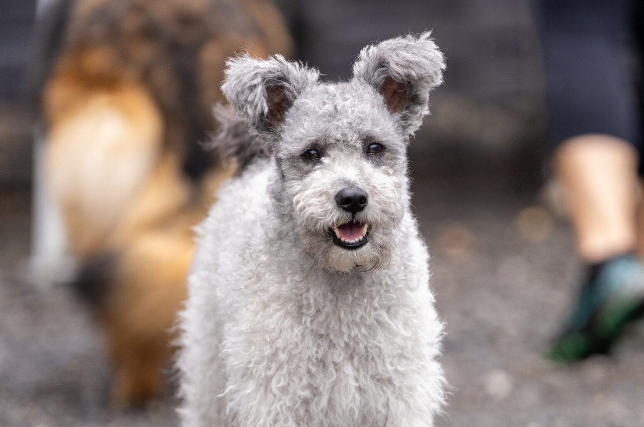 6 Dog Breeds With Unique Ears That Make Us Say 'Aw' - Parade Pets