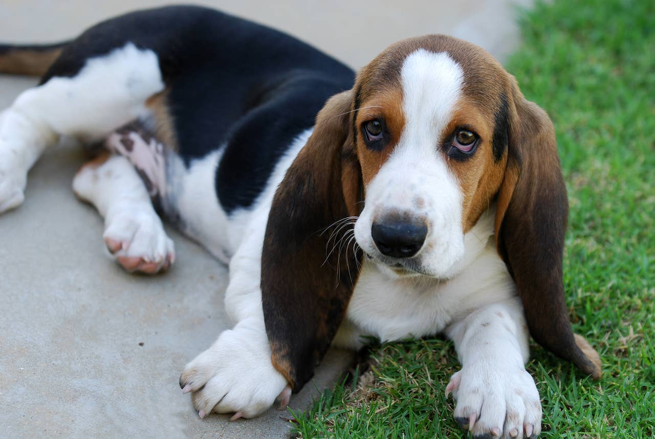 6 Dog Breeds With Unique Ears That Make Us Say 'Aw' - Parade Pets