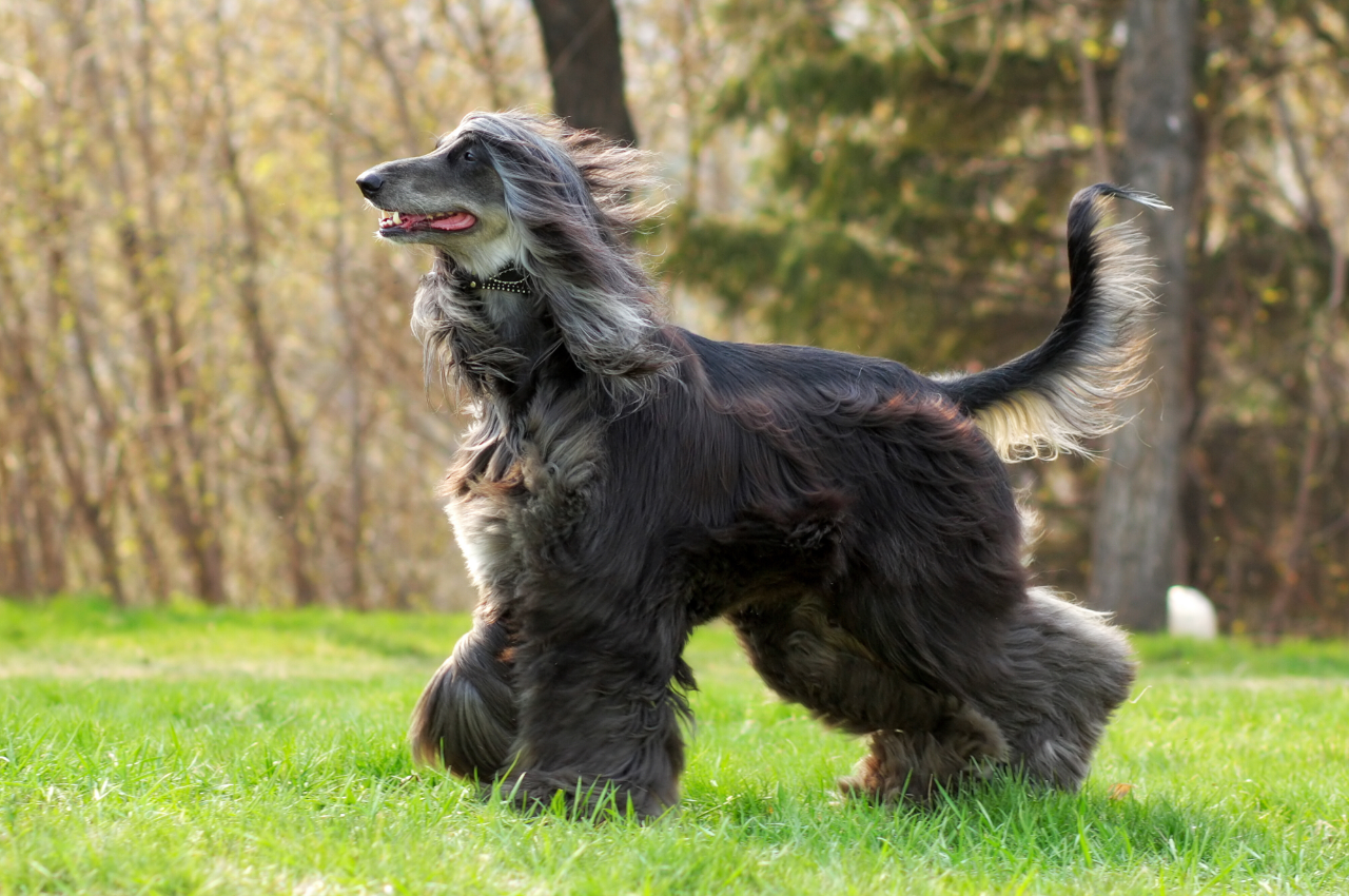 6 Dog Breeds With Unique Ears That Make Us Say 'Aw' - Parade Pets