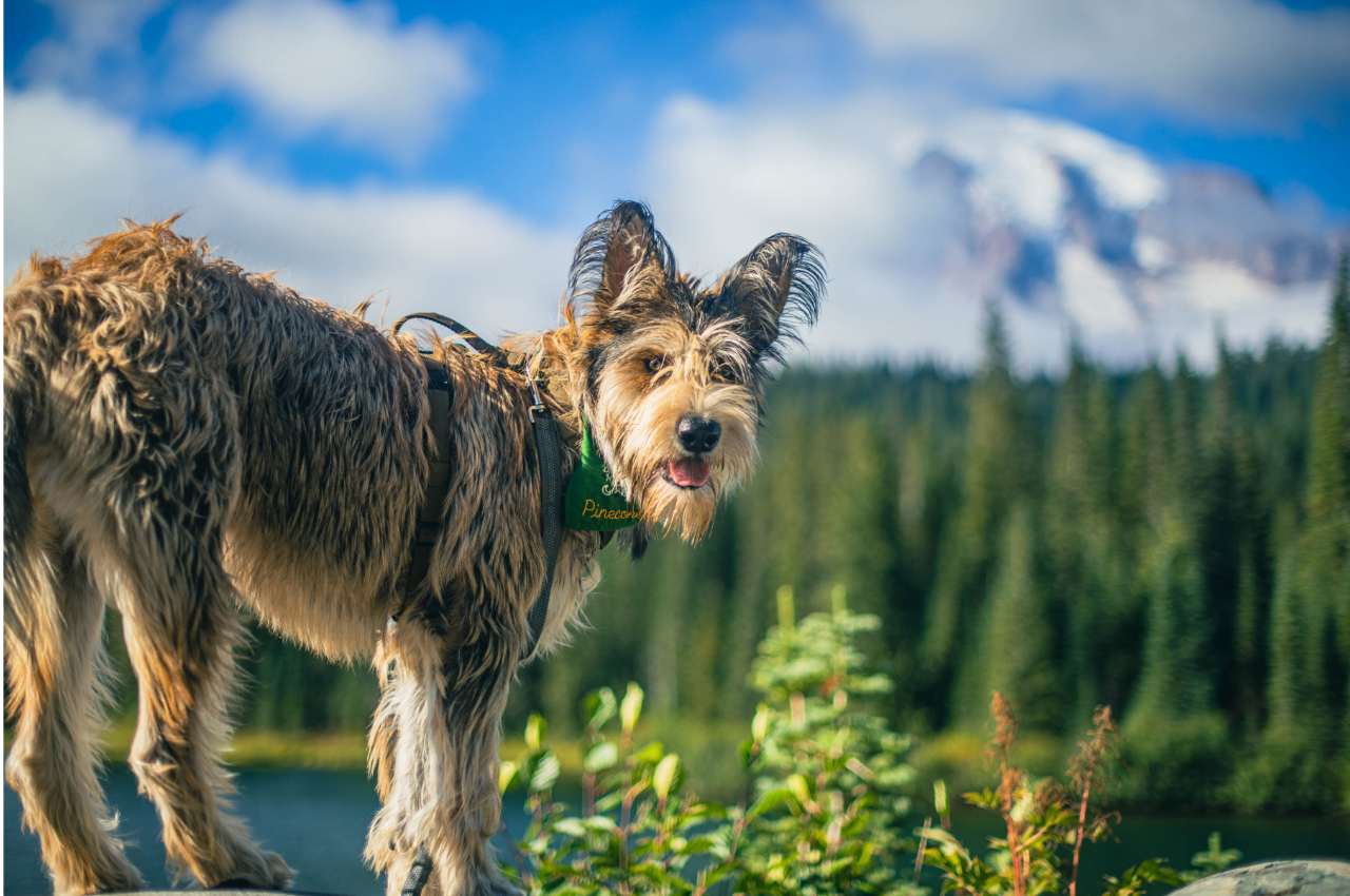 6 Dog Breeds With Unique Ears That Make Us Say 'Aw' - Parade Pets